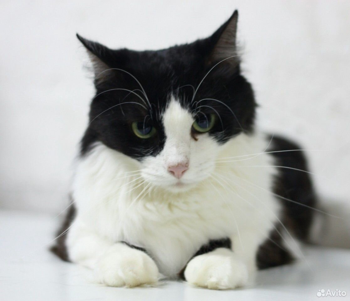 Кошка Веста