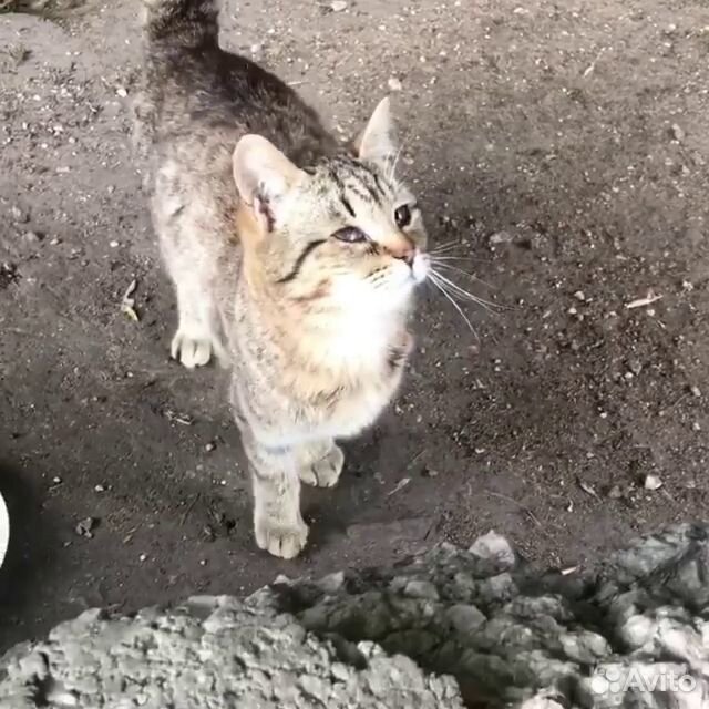 Милый,доверчивый котенок-полосатик в дар