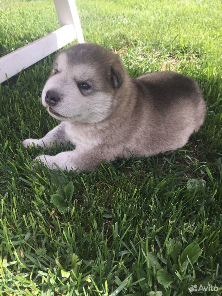 Мальчик-мишка-Маламутик для резерва