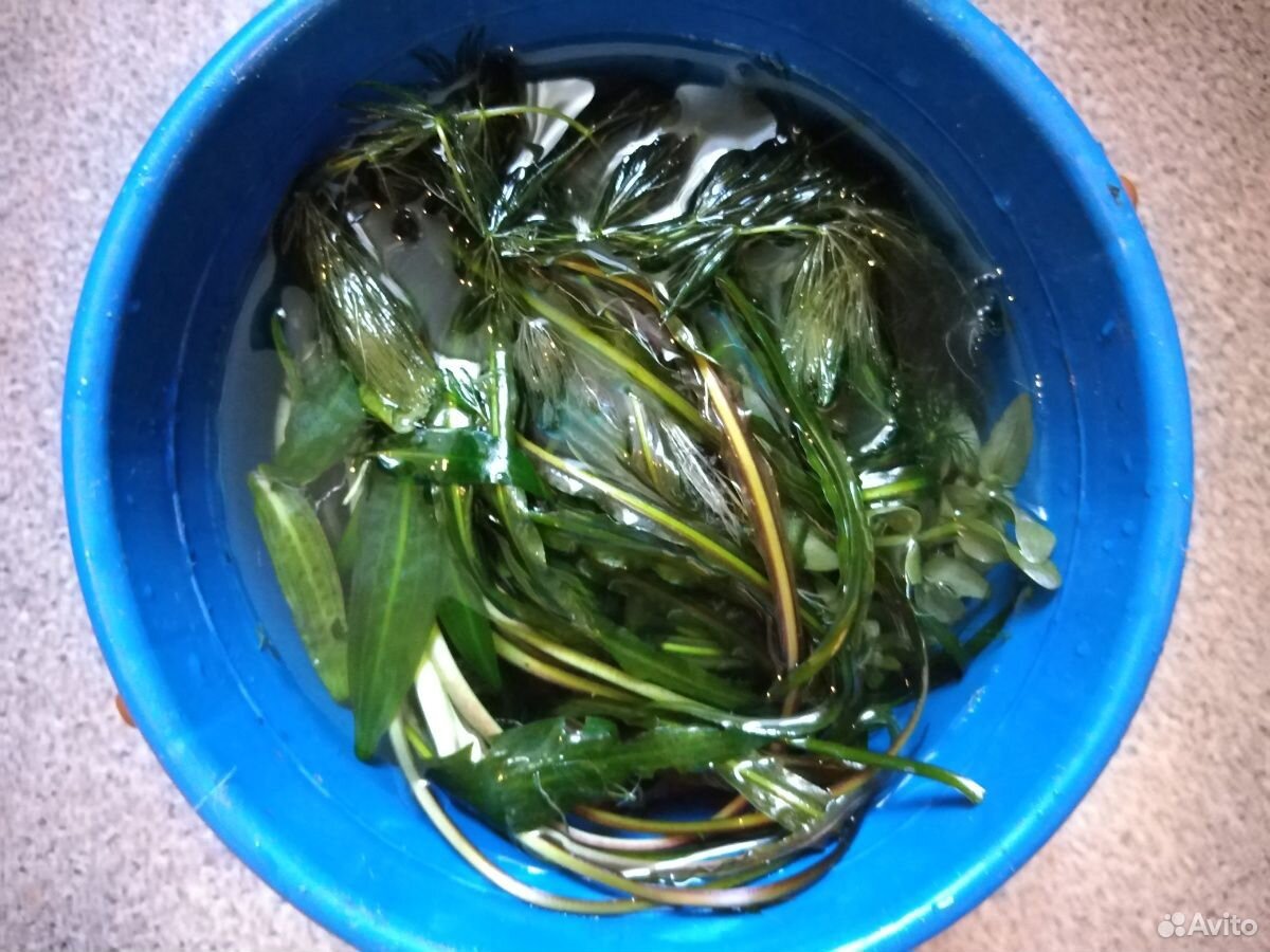 Аквариумные растения