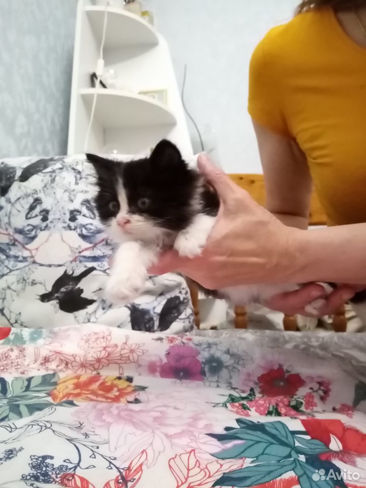 Отдам милого котенка Моню хорошим хозяевам