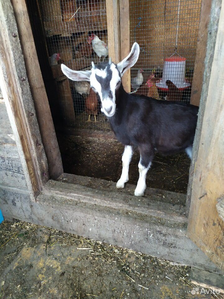 Альпийские козлята