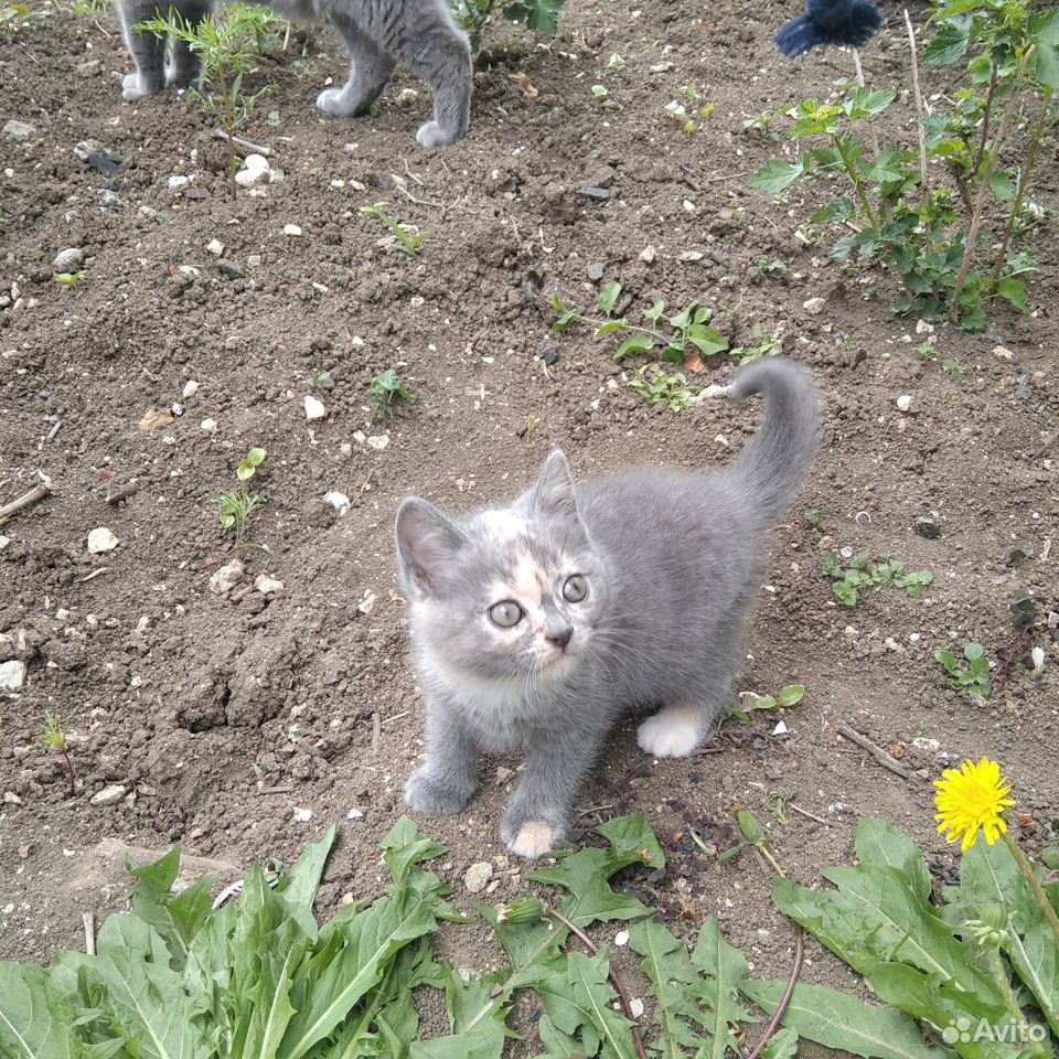 Котёнок Британский (девочка)