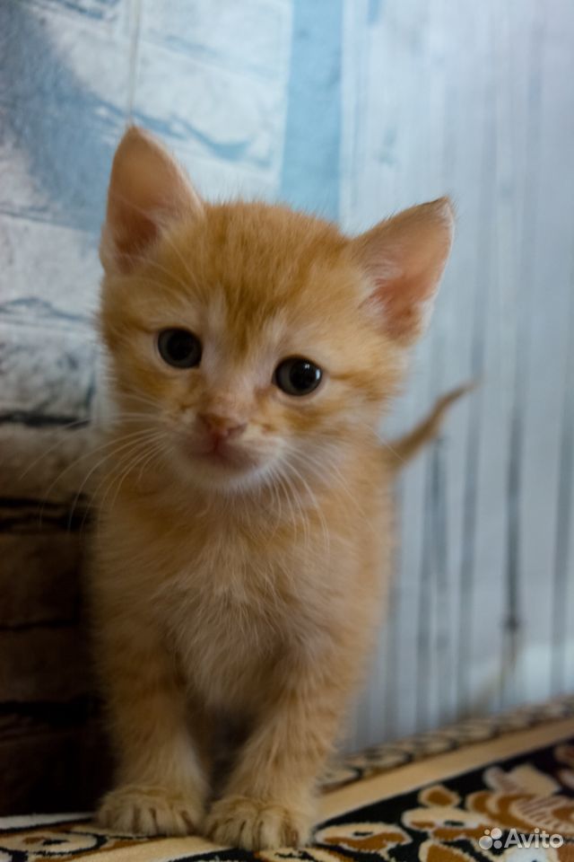 Котенок в добрые руки