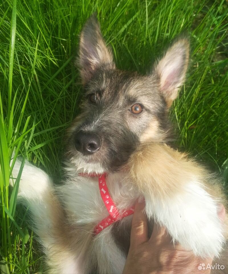 Чудо мохнатое 3 месяца