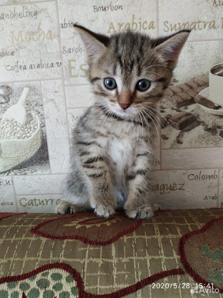 Котята