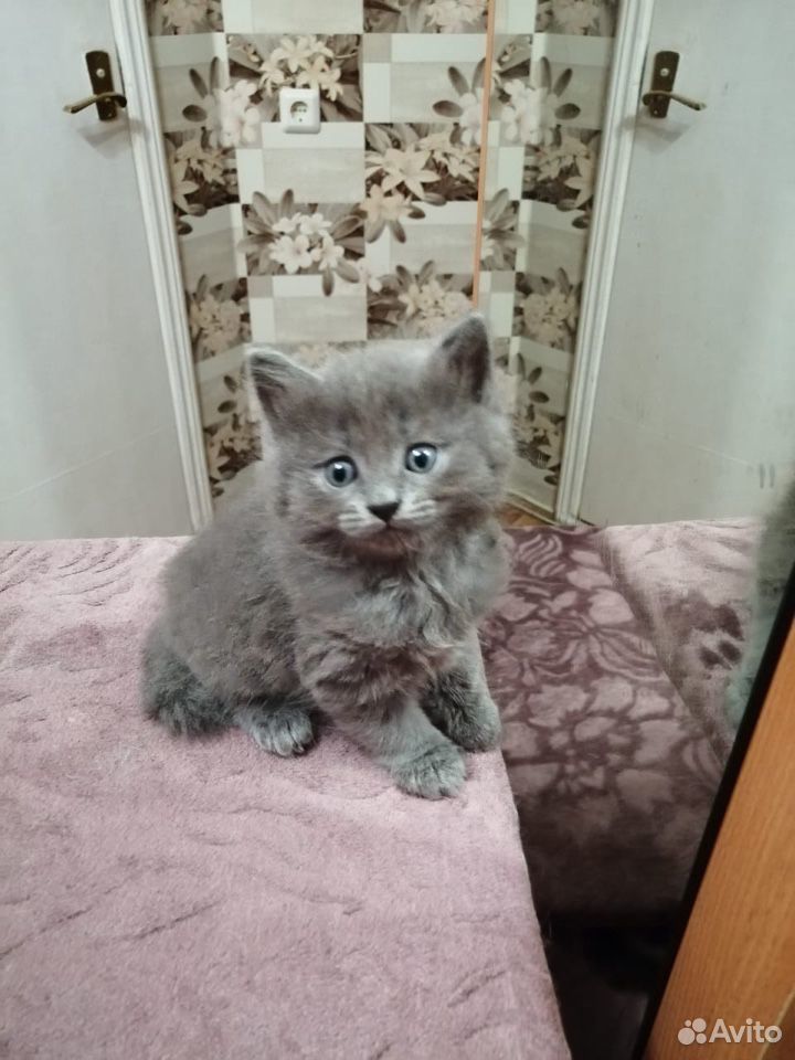 Котики-мальчики ищут хозяев
