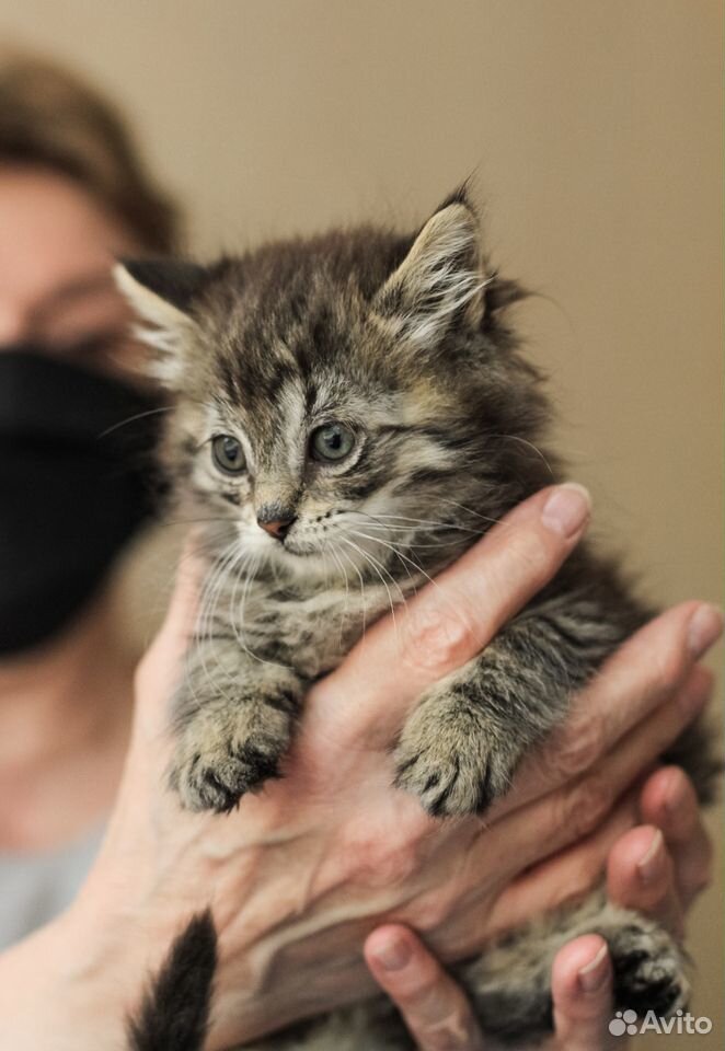 Маленькие красавицы 1,5 мес в дар
