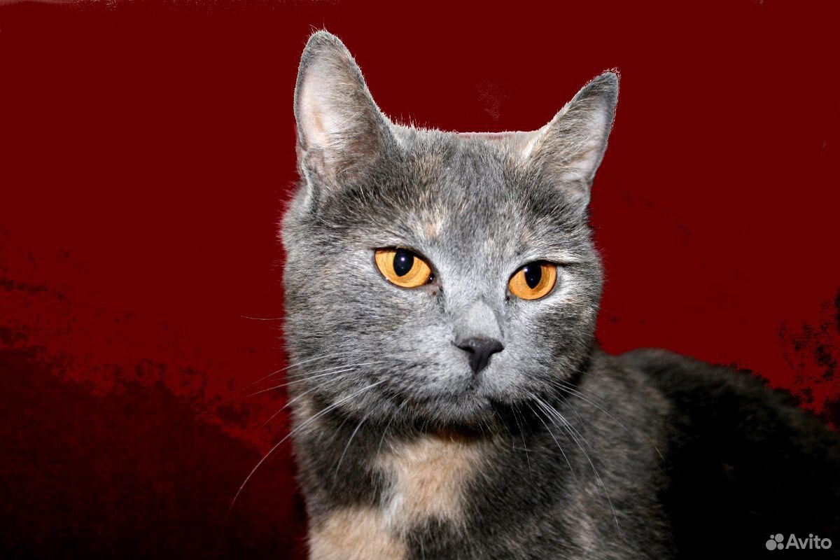 Бусинка ищет дом