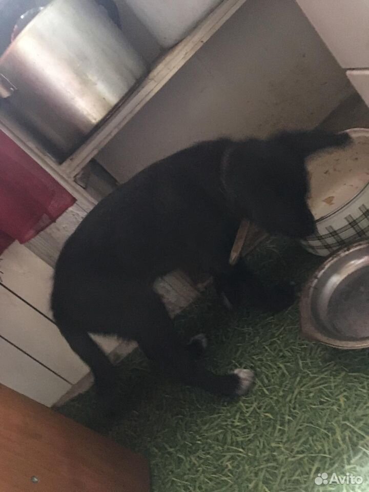 Щенки болонки