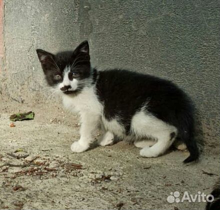 Пятнышко