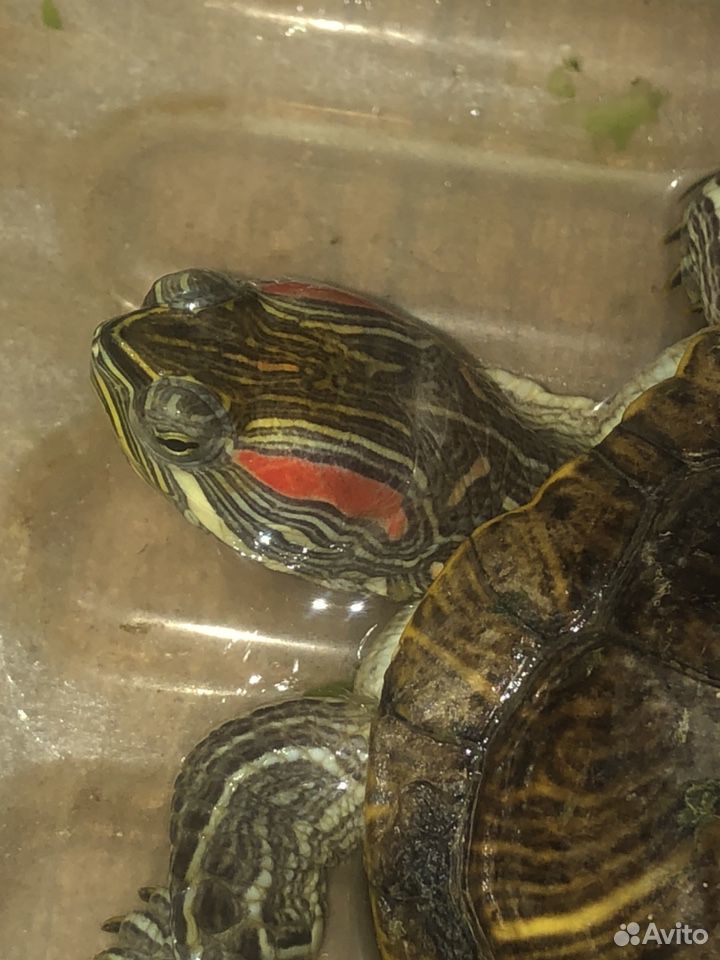 Отдам черепах
