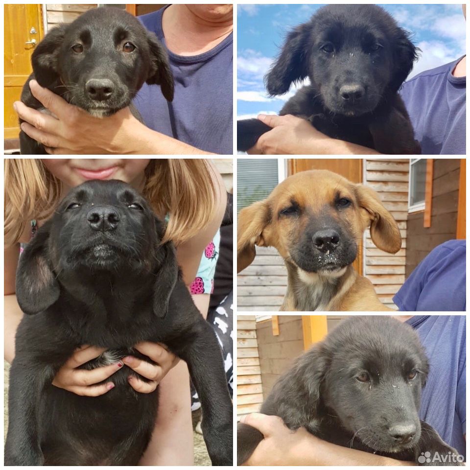 Щенки ищут хозяина