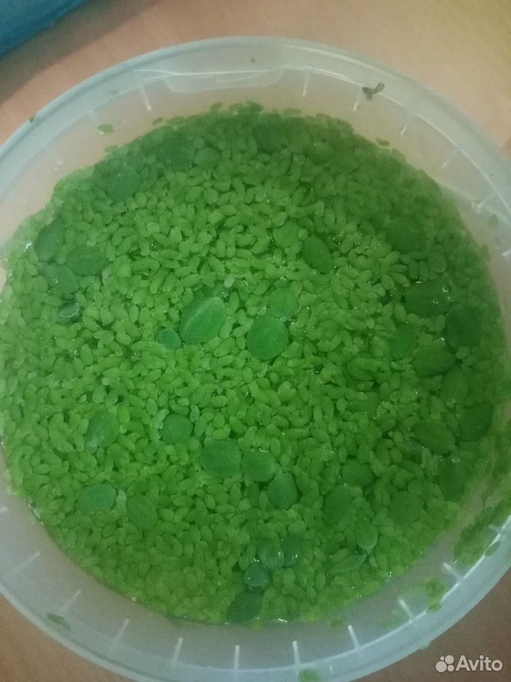 Ряска и пистия