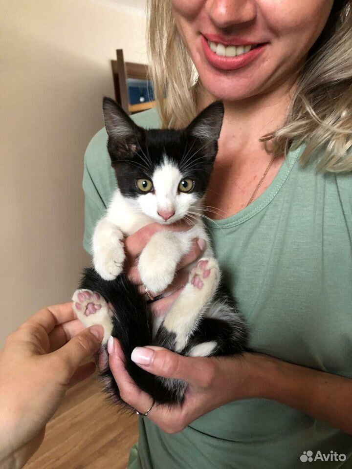 Котенок-Бэтмен