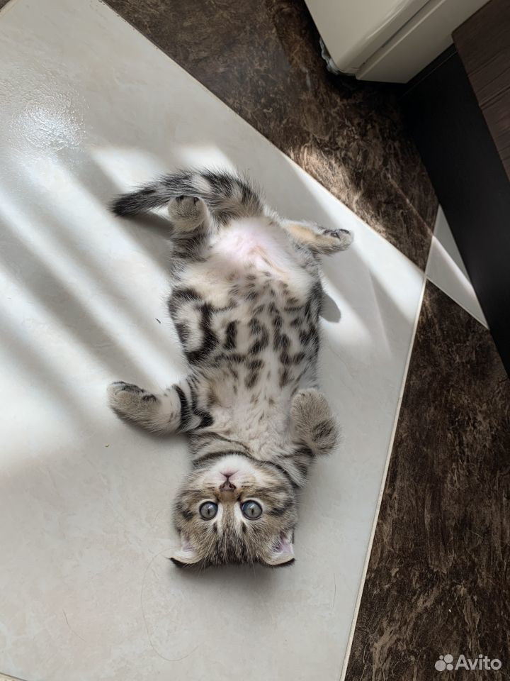 Мини-пантера