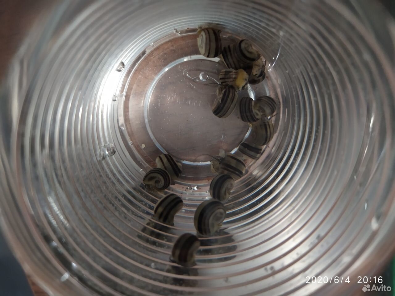 Обмен улиток на рыбок (не хищные)