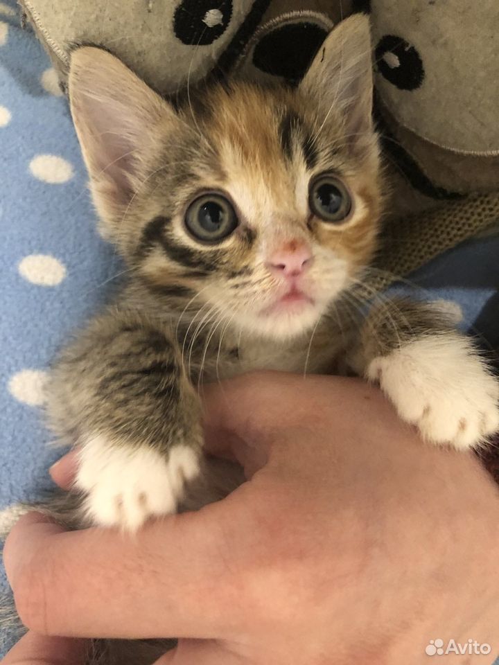 Котенок девочка полтора месяца