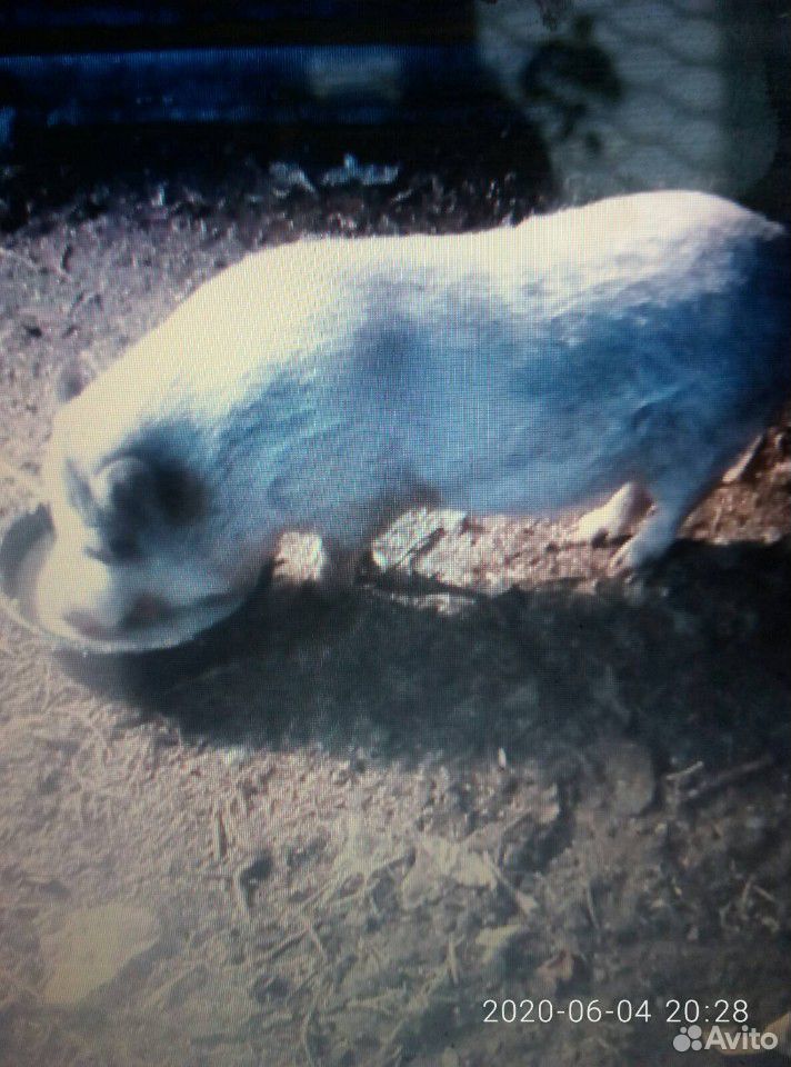 Продаю хряка