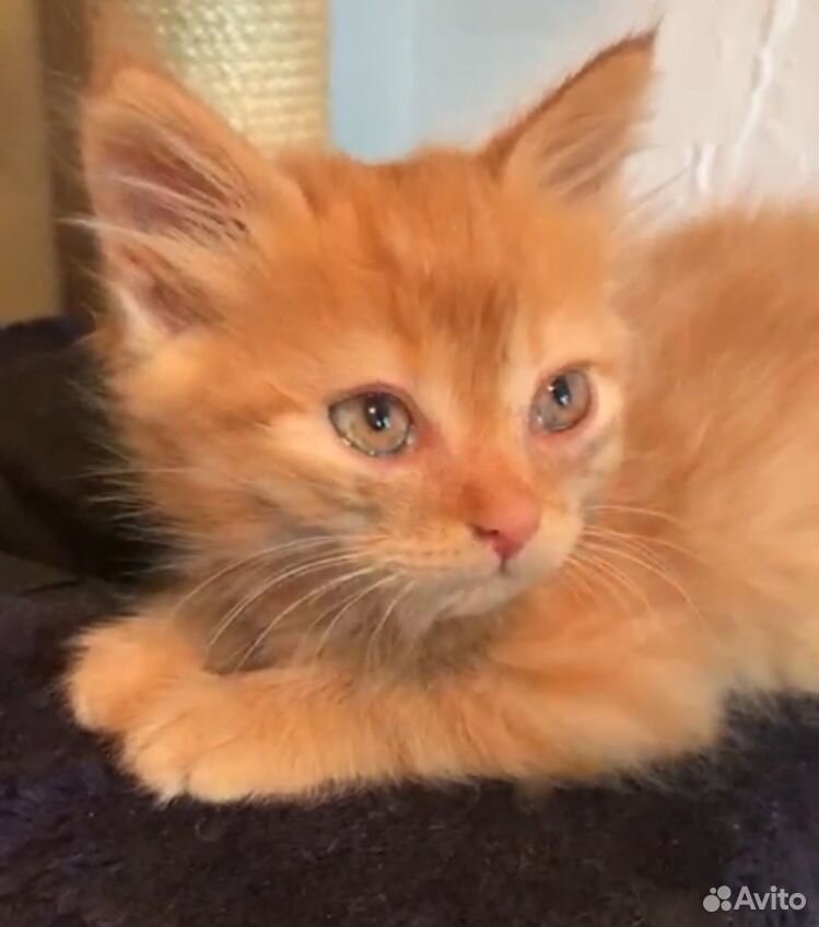 Котенок в добрые руки / в дар