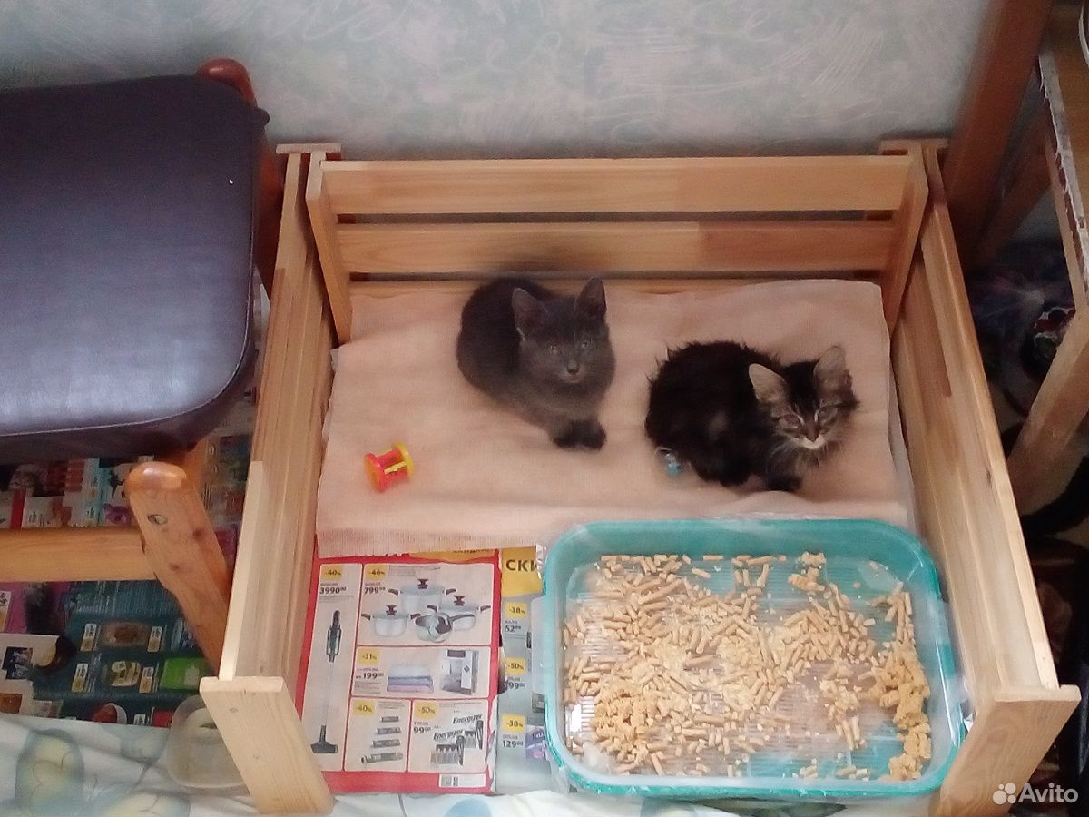 Котята, пушистики