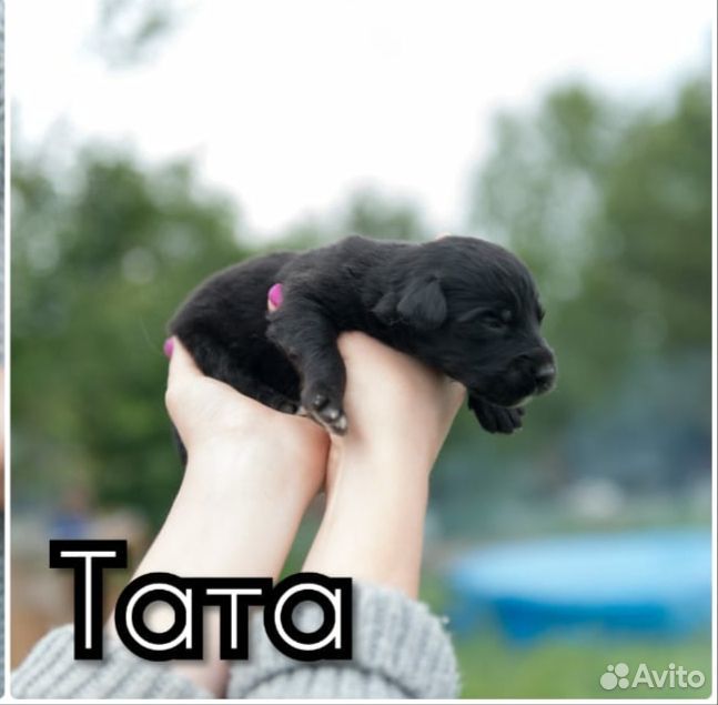 Щенок девочка 4 недели небольшая