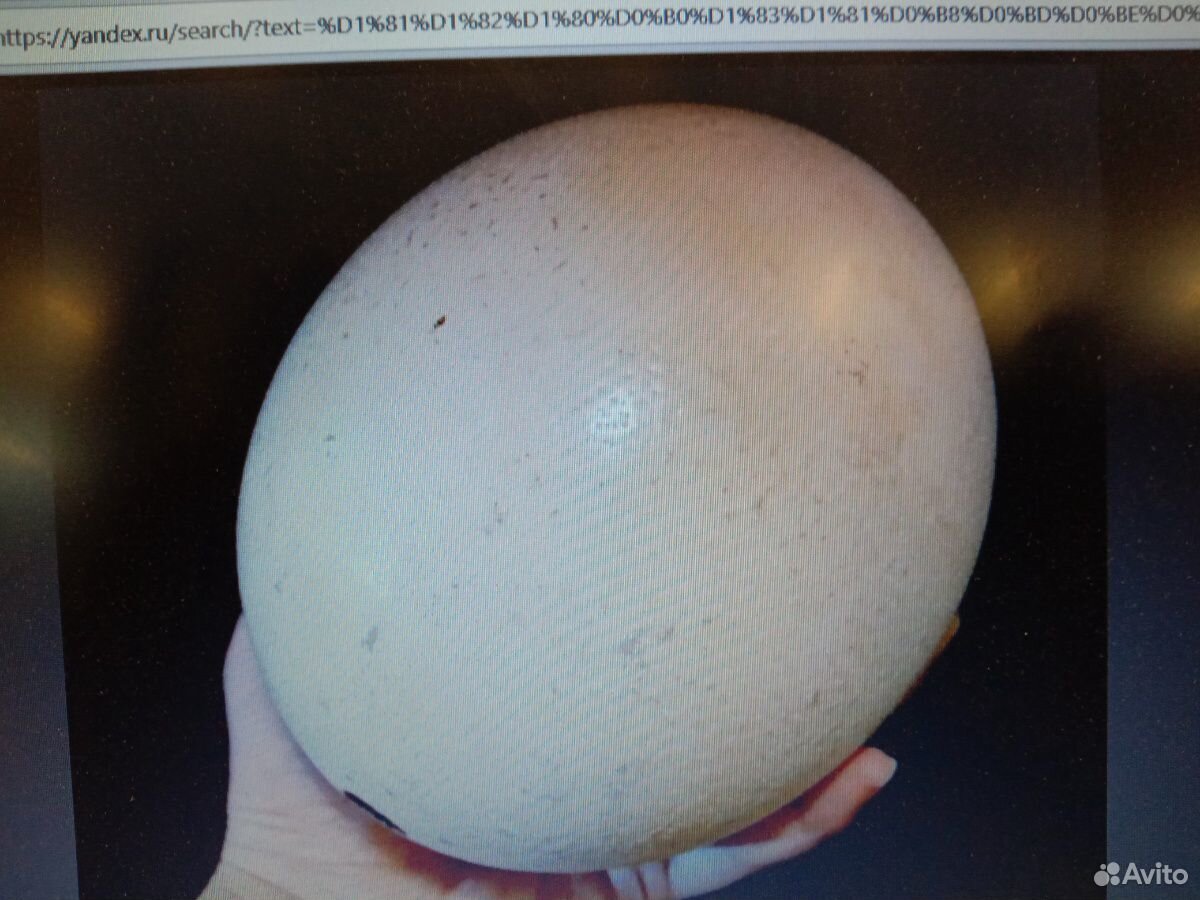 Страусиное яйцо