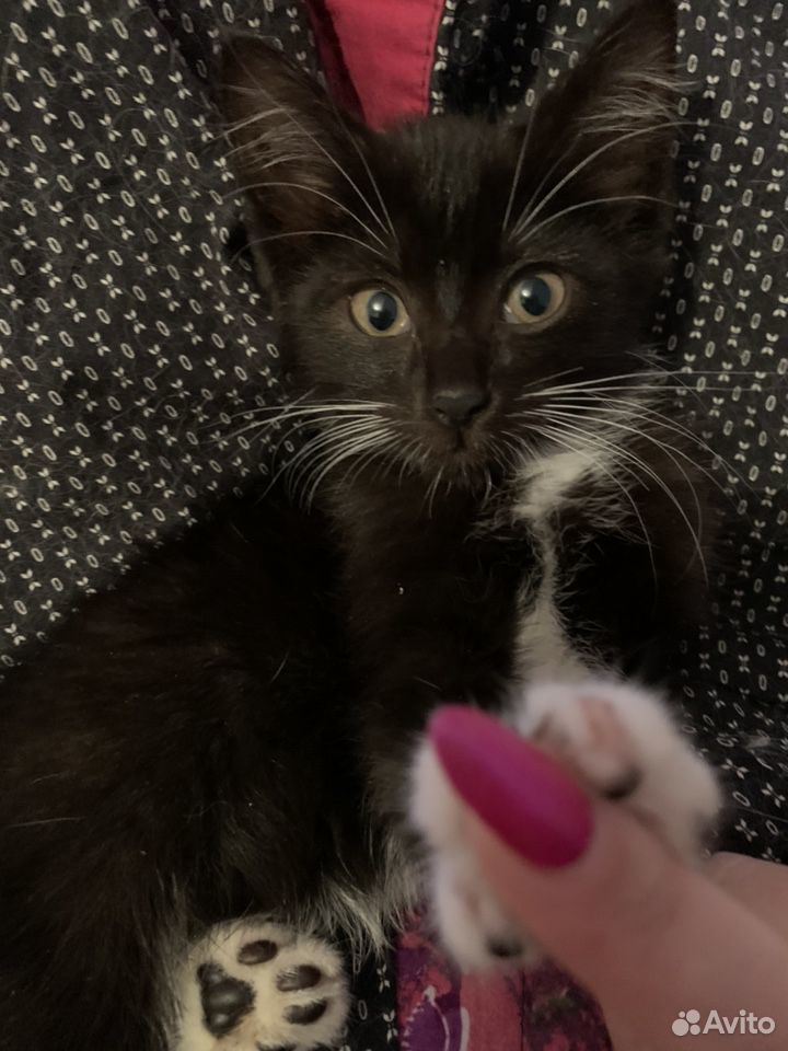 Крошка котёнок