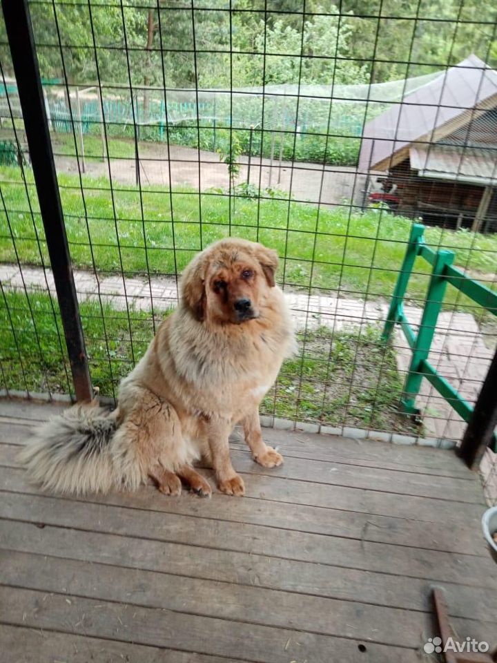 Продается молодая девочка Тибетский мастиф