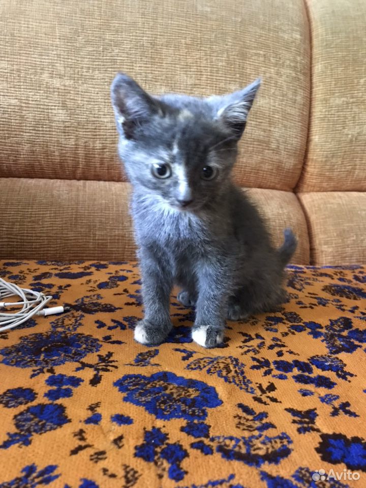 Кошечка