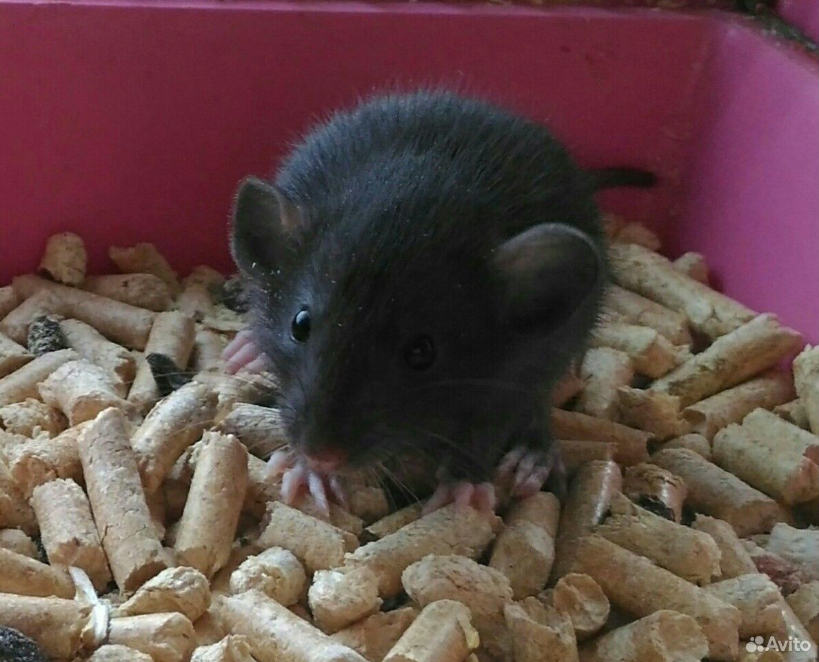 Крысята самцы и самки, дамбо и прямоухие