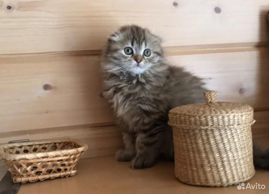 Кошка Шотландская
