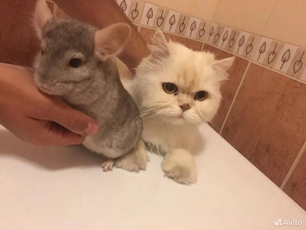 Мини шиншилла