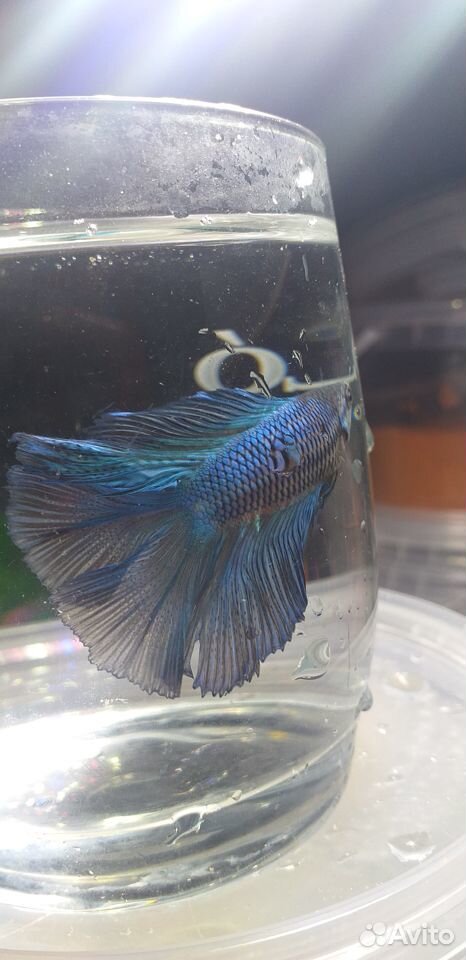 Рыбка Петушок Граненный изумруд