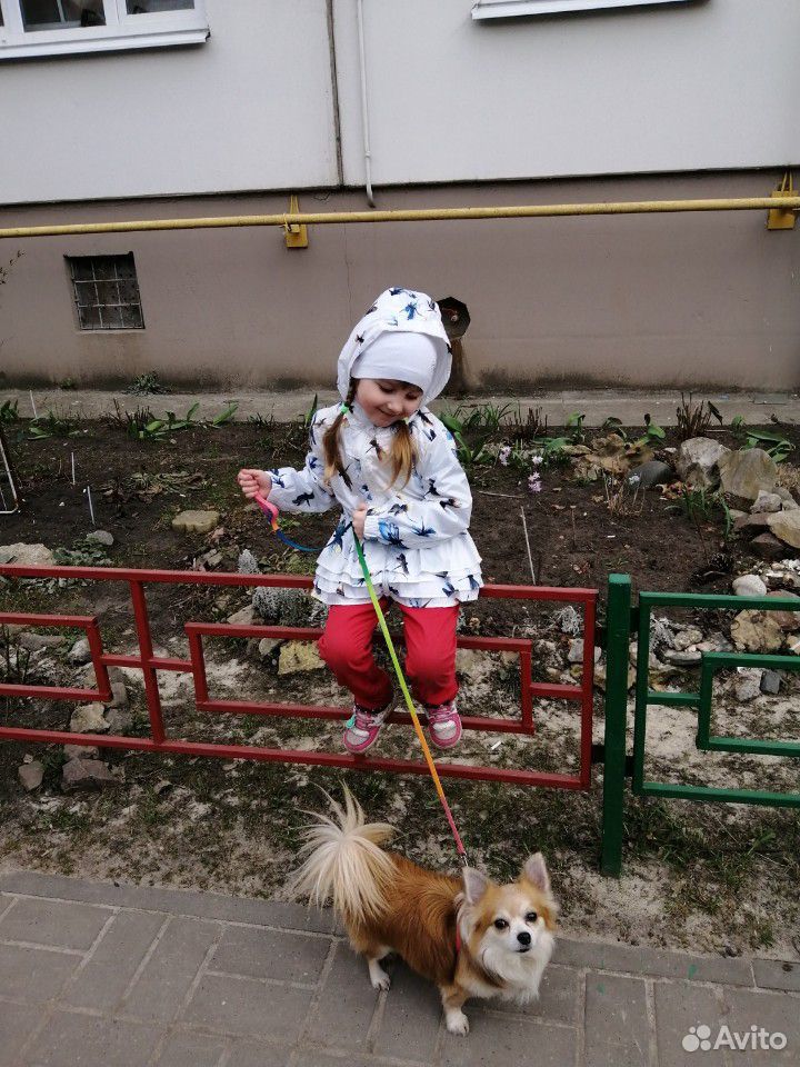 Жених для вязки чихуахуа