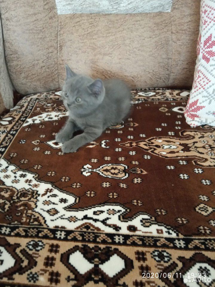 Британские котята родились 4 мая, плюшевые мраморн