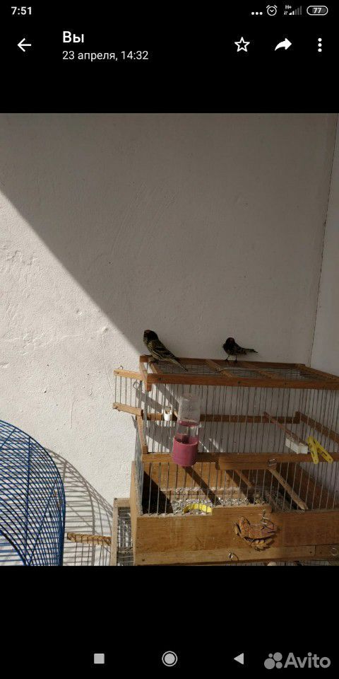 Красношапочные вьюрки