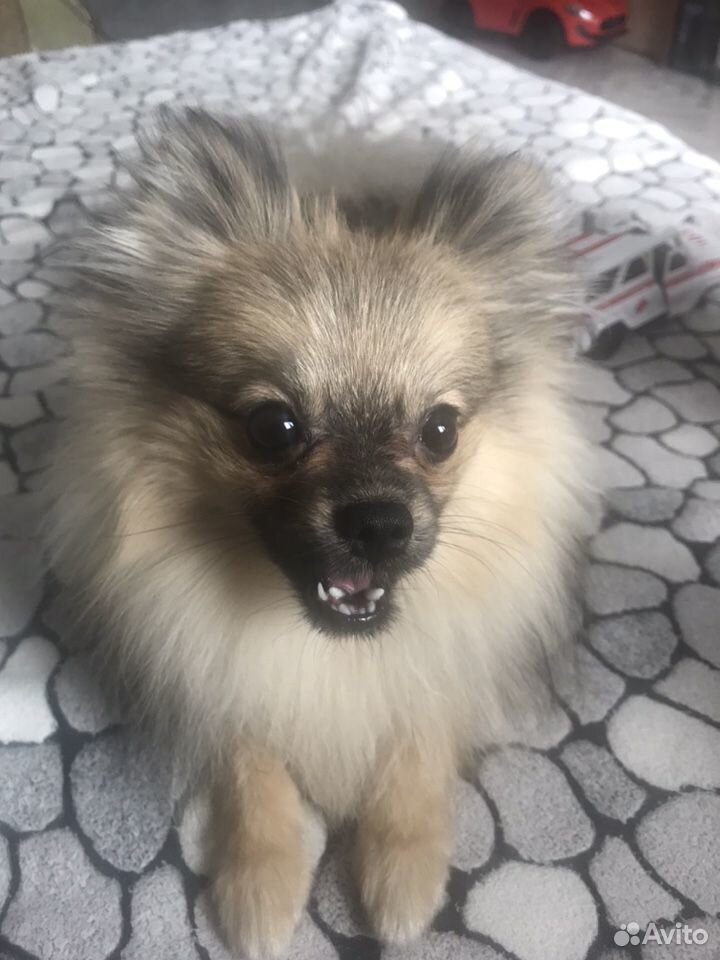 Шпиц цверг вязка