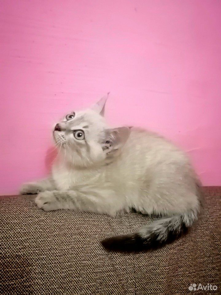 Красотка ищет дом и заботливую семью