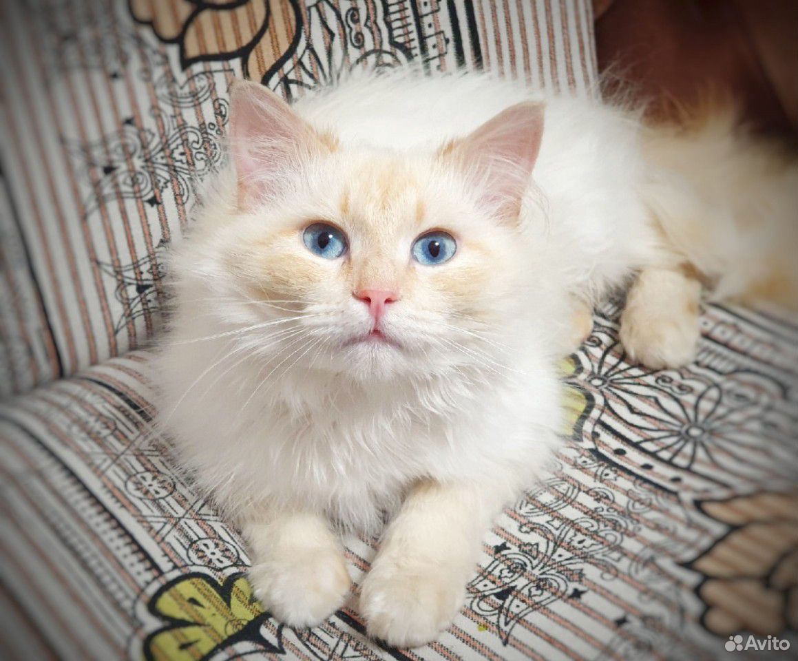 Котик Фишер хочет найти дом