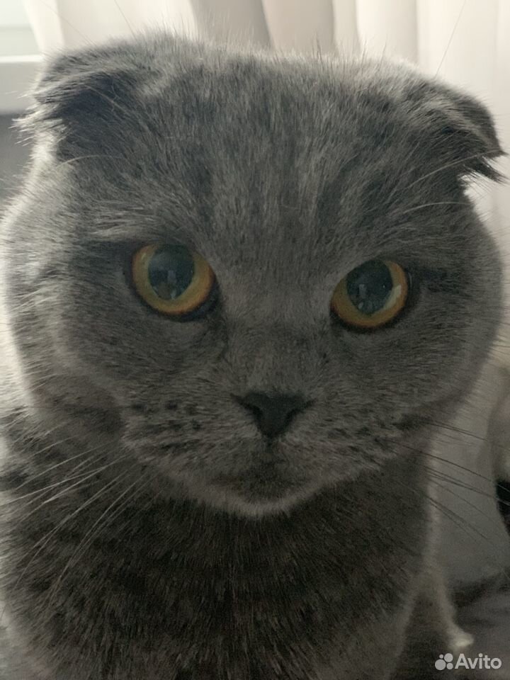Кошка
