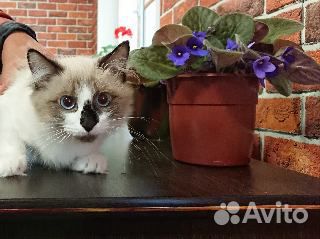 Котенок девочка, 3месяца
