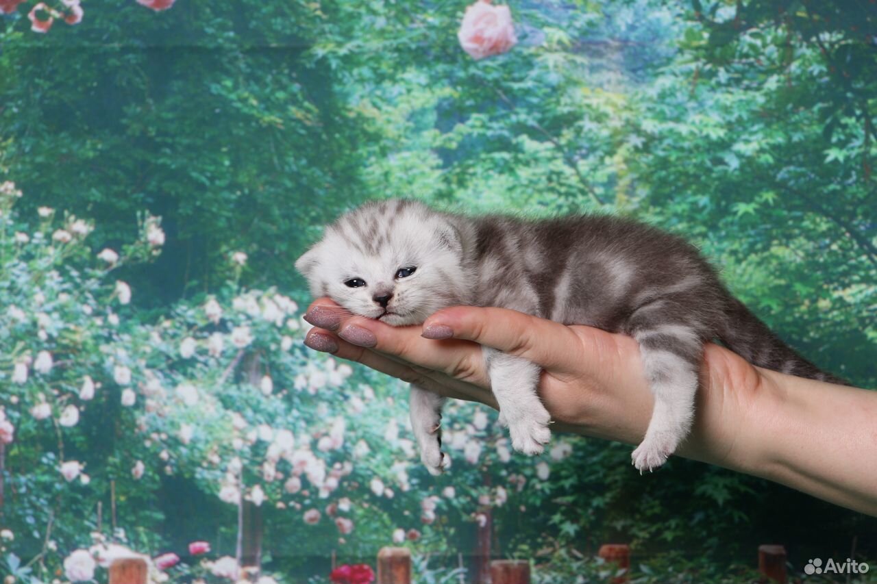 Милейшие британские кошечки серебро мрамор