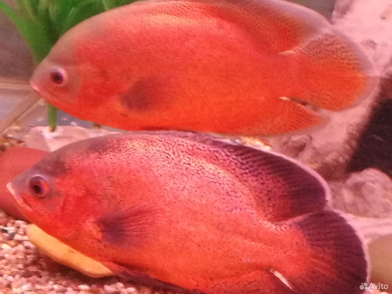 Астронотусы