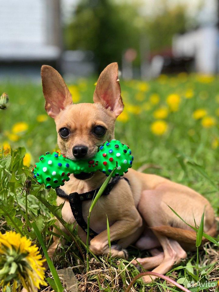 Той терьер мини 5 лет