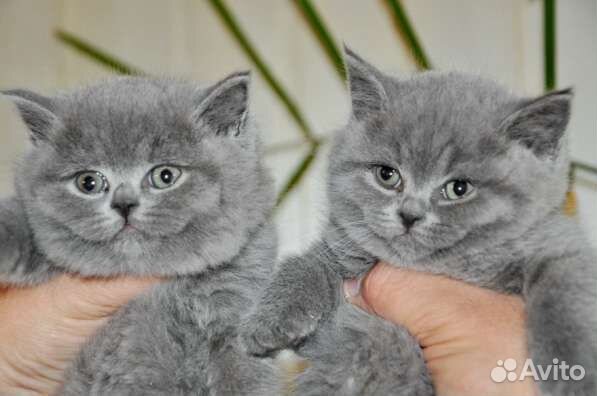 Британские тяжеловесы