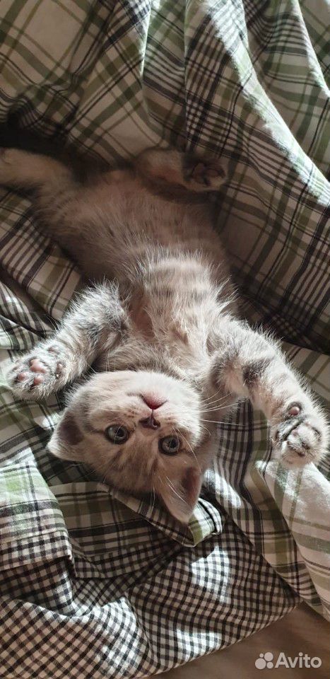 Котик Британец