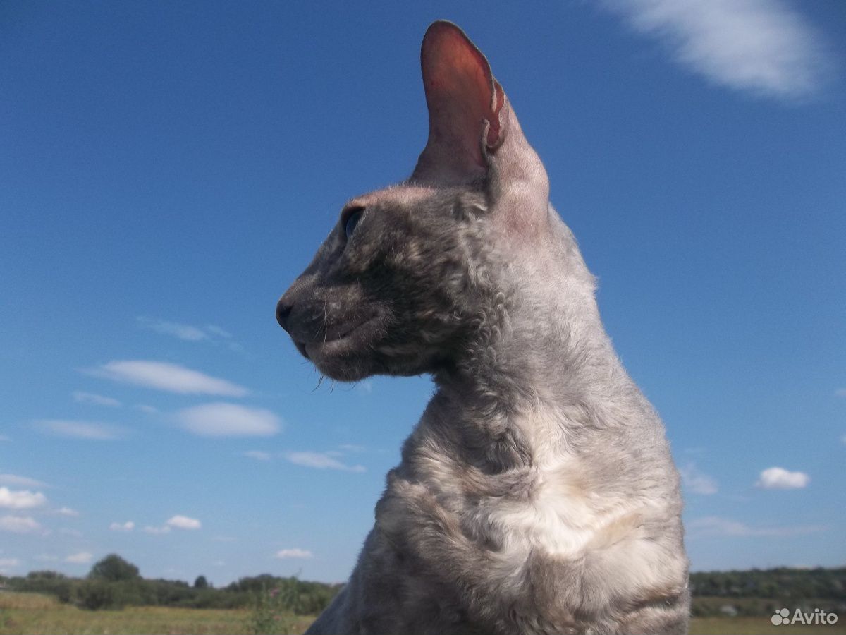 Кошка корниш-рекс