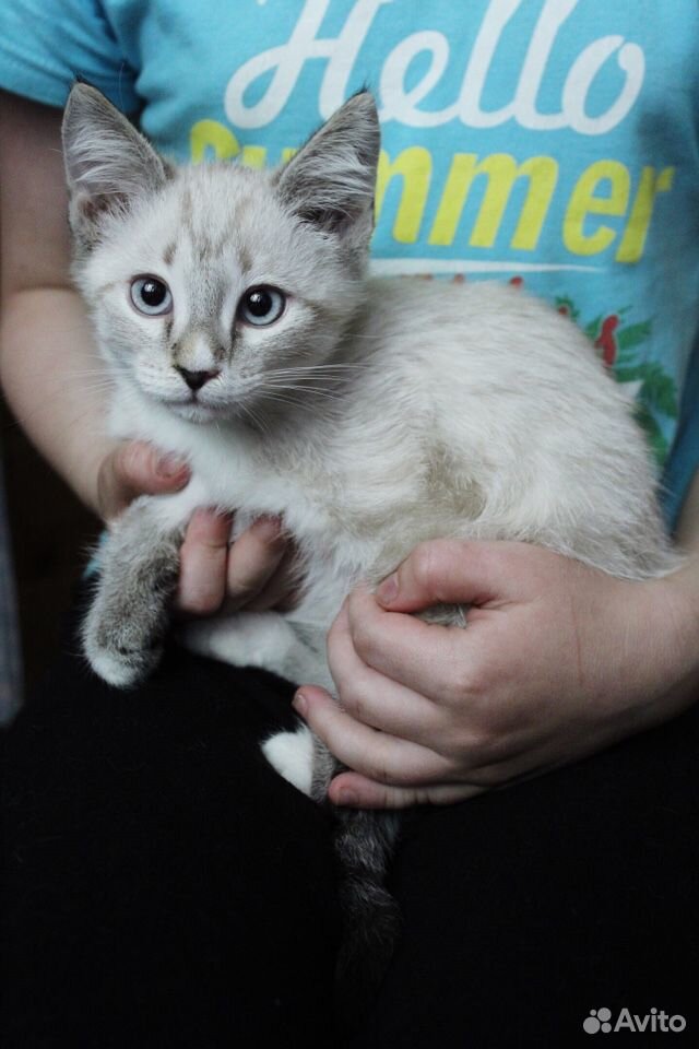 Сладкие котятки