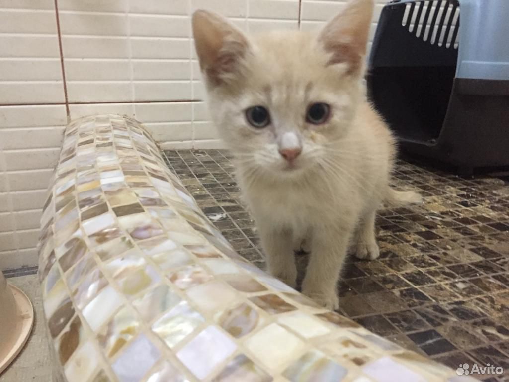 Розовый котенок от домашней кошки ищет дом